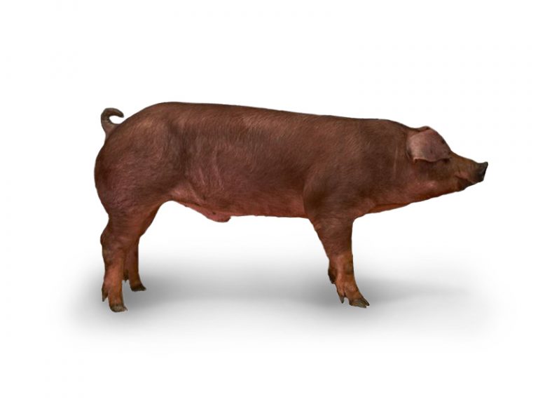 Danbred Duroc - Elite Sires