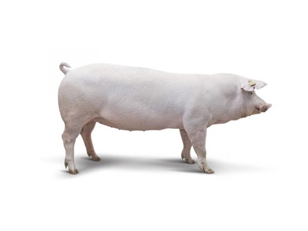 Elite Sires | DanBred Swine Genetics | Pig AI Services Ireland & UK